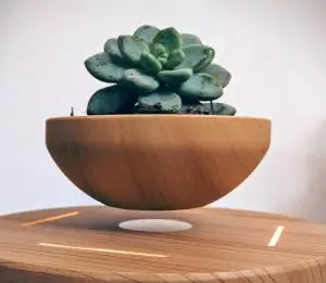 qapalı bitki qabı levitating
