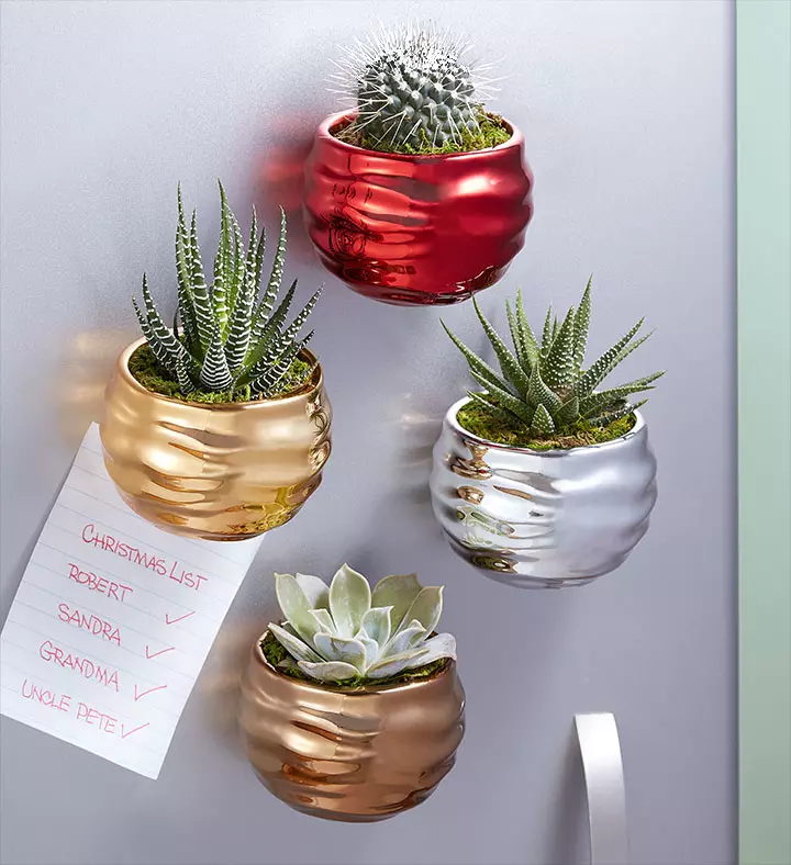 Holiday Ornament Magnetic Succulents157353