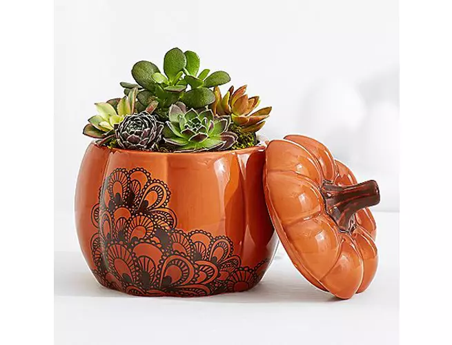 ProFlowers Pumpkin Spice Succulents