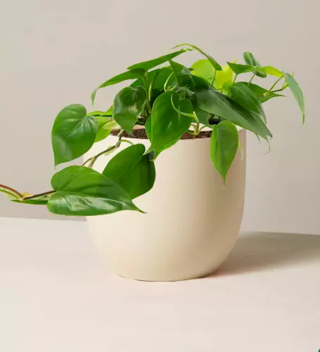 Philodendron Berde