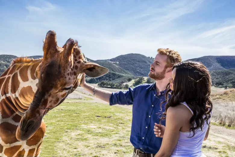 transmitir un romance real harry meghan en liña