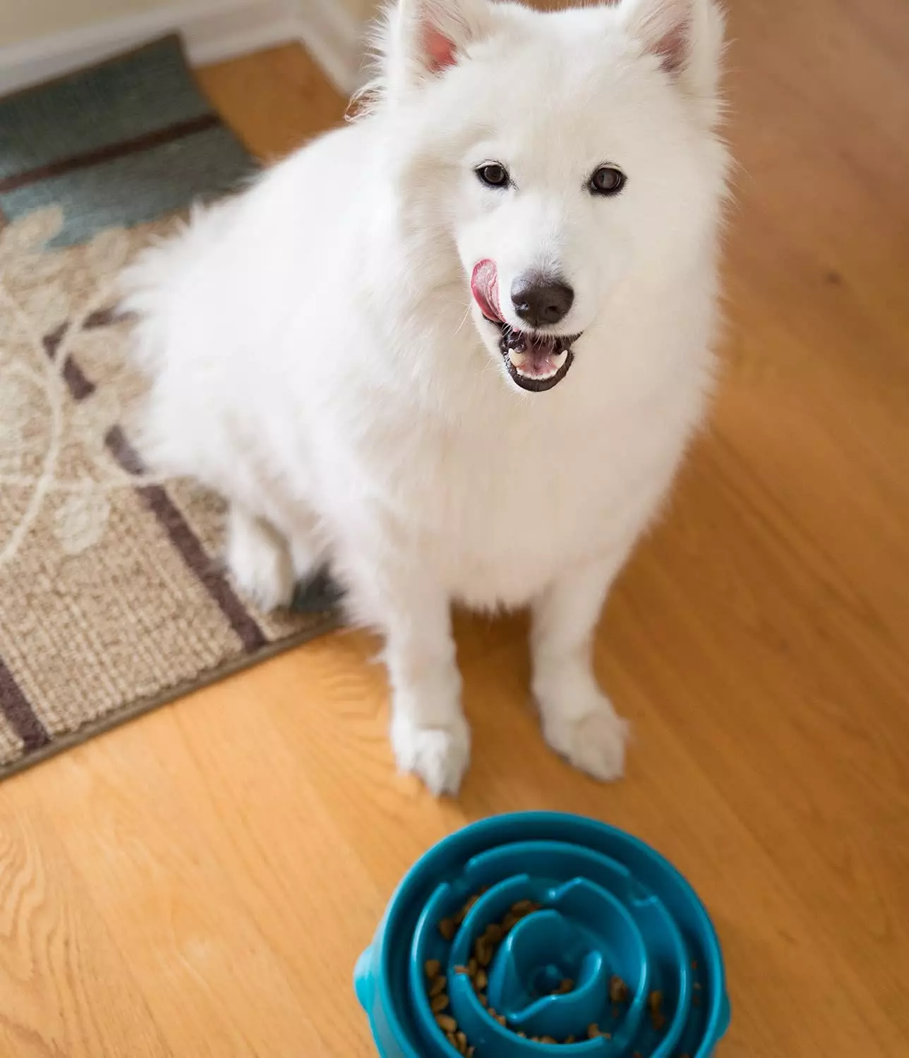 Hund mit Futternapf