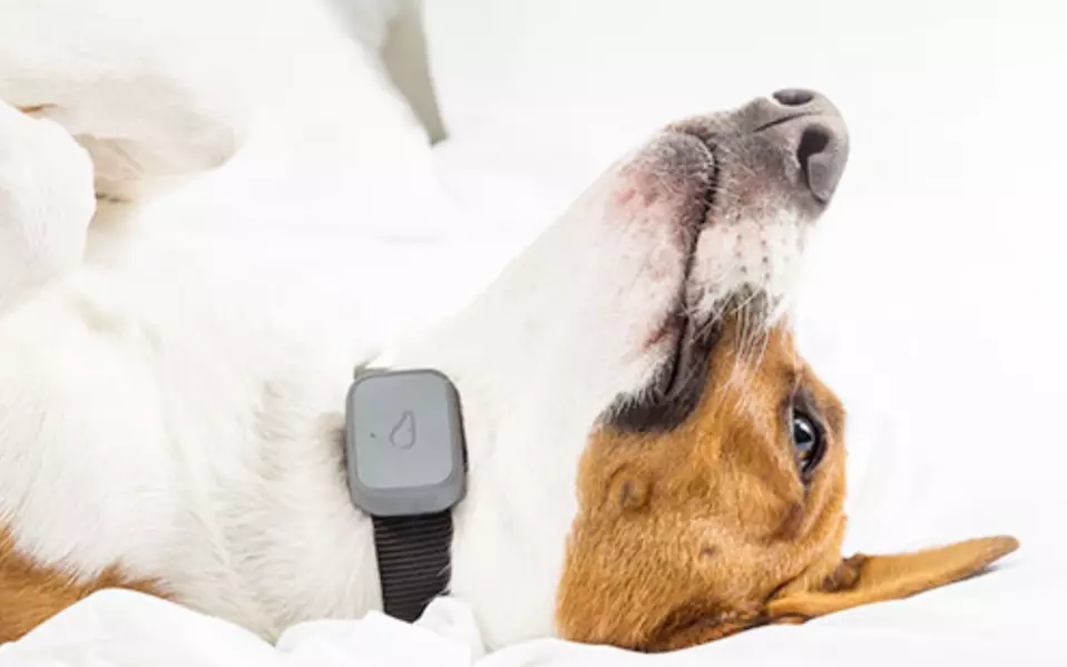 The GPS Pet Tracker by Whistle