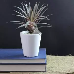 Succulent White Pot