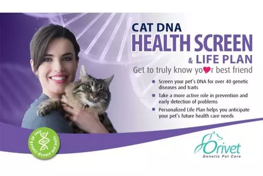 最好的猫 DNA 测试