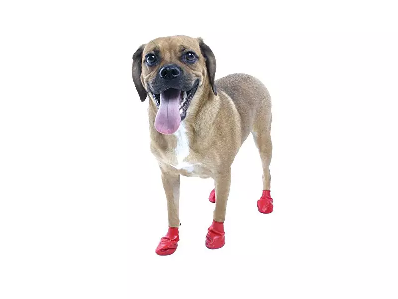 botas para perros amazon