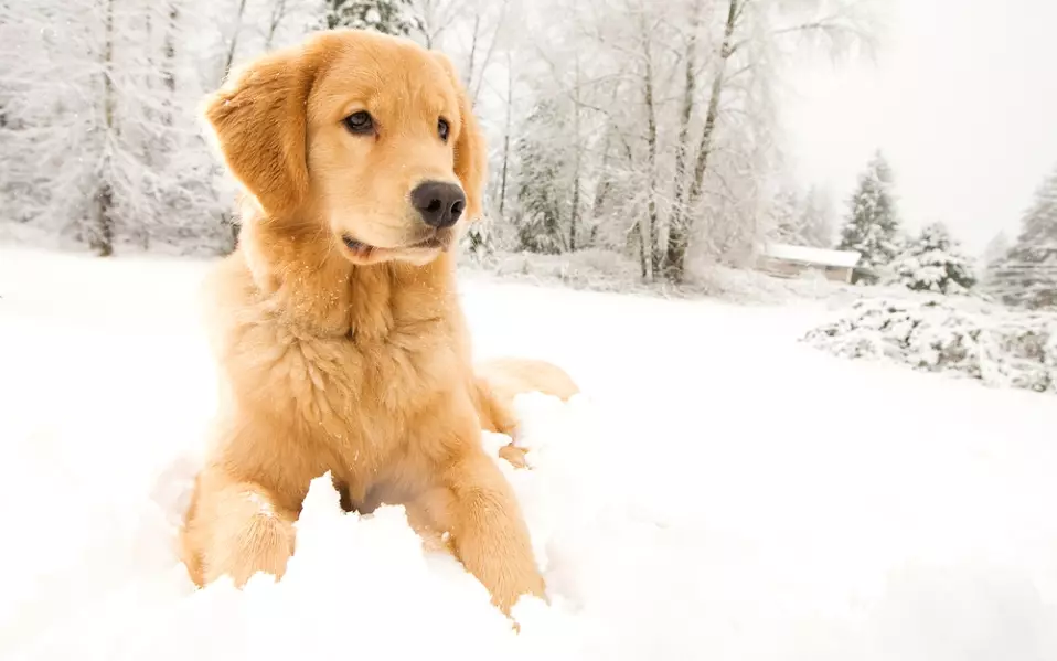 meilleures bottes d'hiver pour chiens
