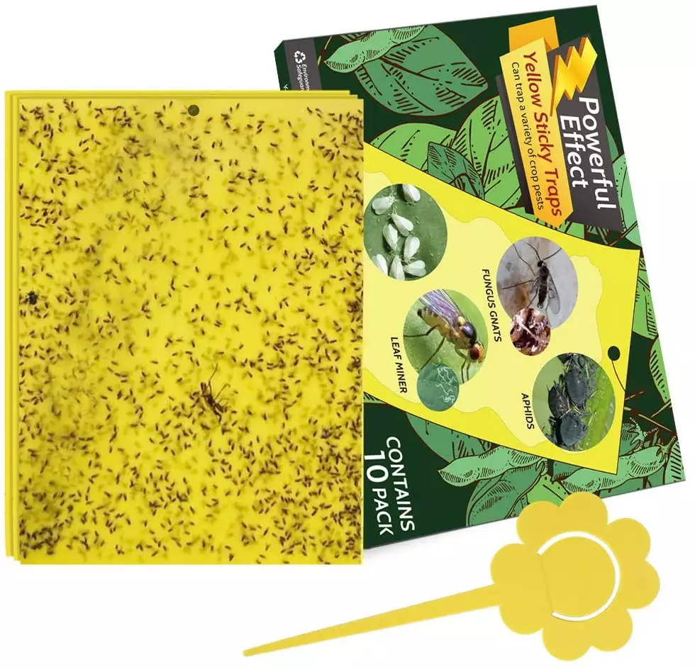 Paquete de 10 trampas adhesivas amarillas para mosquitos Kensizer