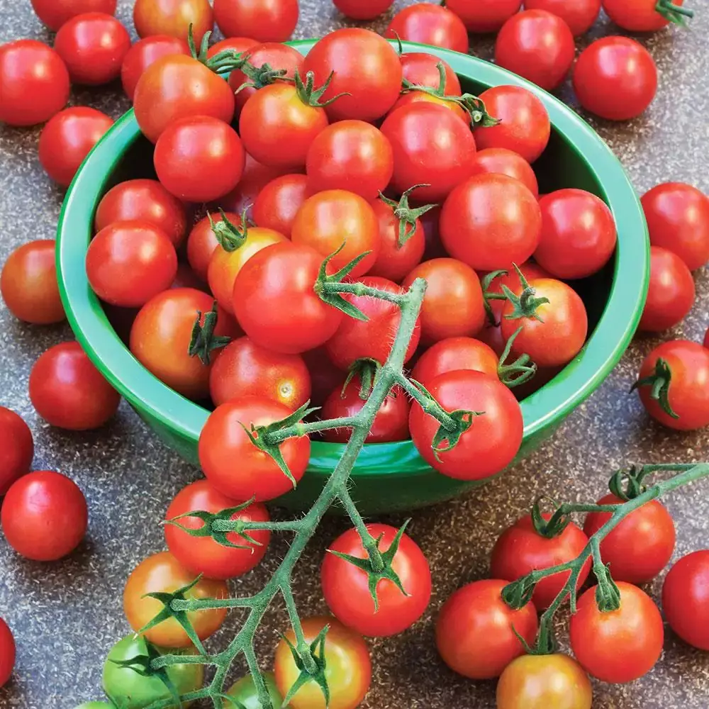 tanduran tomat, taman lansekap