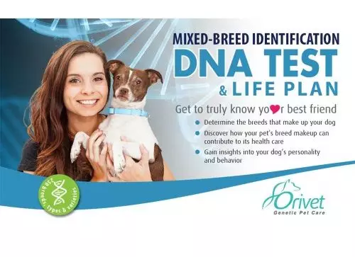 meilleurs tests ADN pour chiens de race mixte