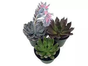 yadda ake yin odar succulents akan layi