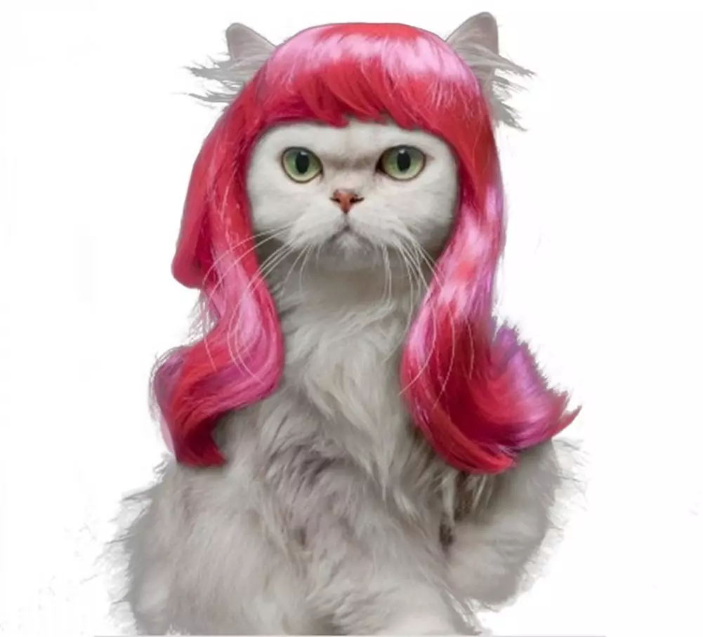 Wigs don Cats