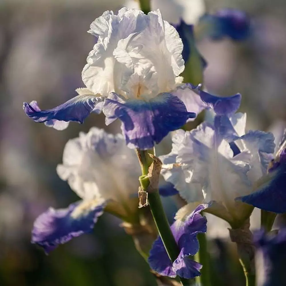 pa'u togala'au perennials e totō i le autumn sili iris bulbs