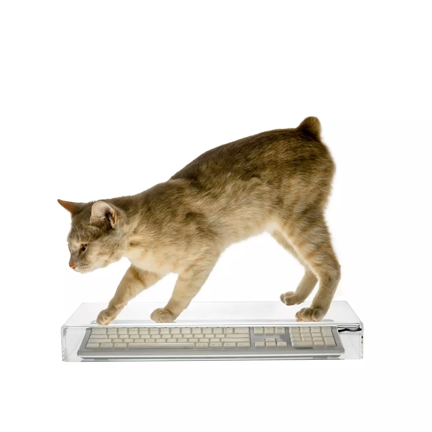 chat sur la couverture du clavier