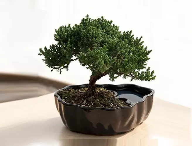 Mini-Bonsai-Pflanze