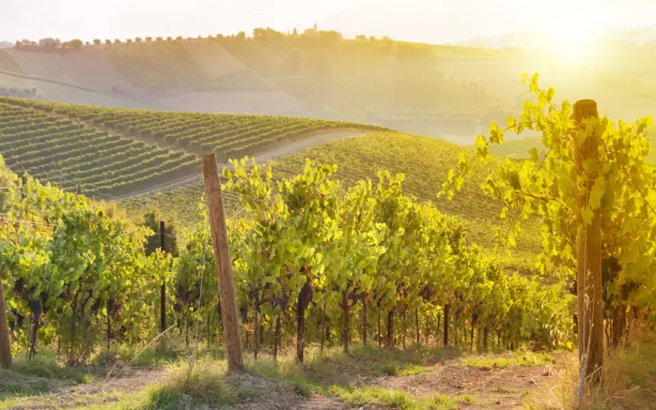 Најпопуларнија продата калифорнијска вина