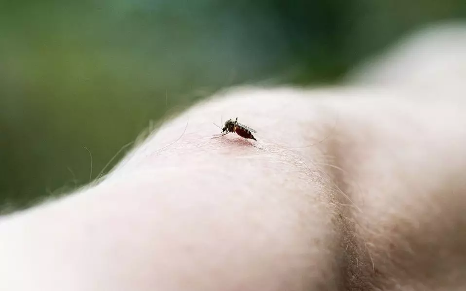 アトランタには他のどの蚊よりも多くの蚊がいます