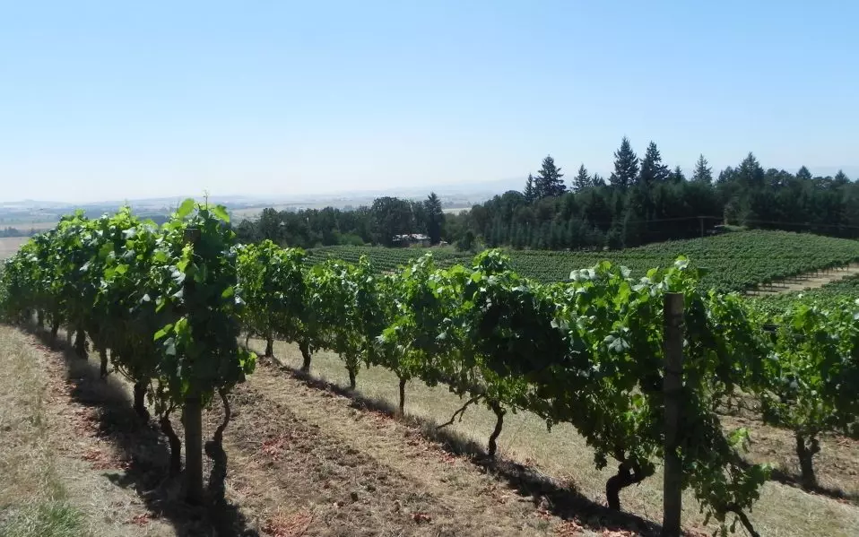 Veini degusteerimine Portland Oregonis: Willamette