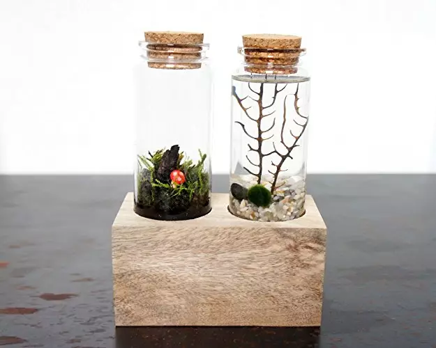 Moss + cành cây terrarium kit Đất