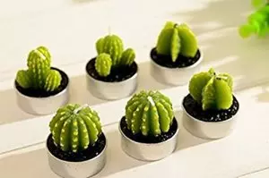 cactus shayi haske kyandirori ornerx