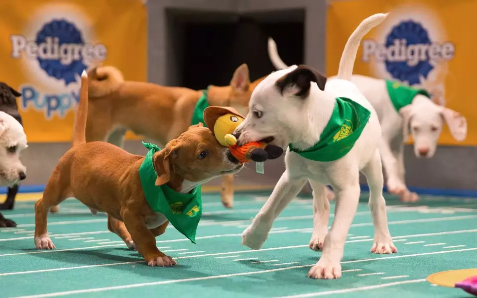 Puppy Bowl 2017: 5 võimalust