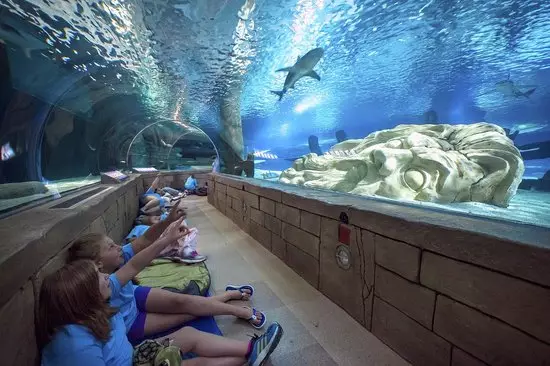 dəniz həyatı-minnesota-akvarium