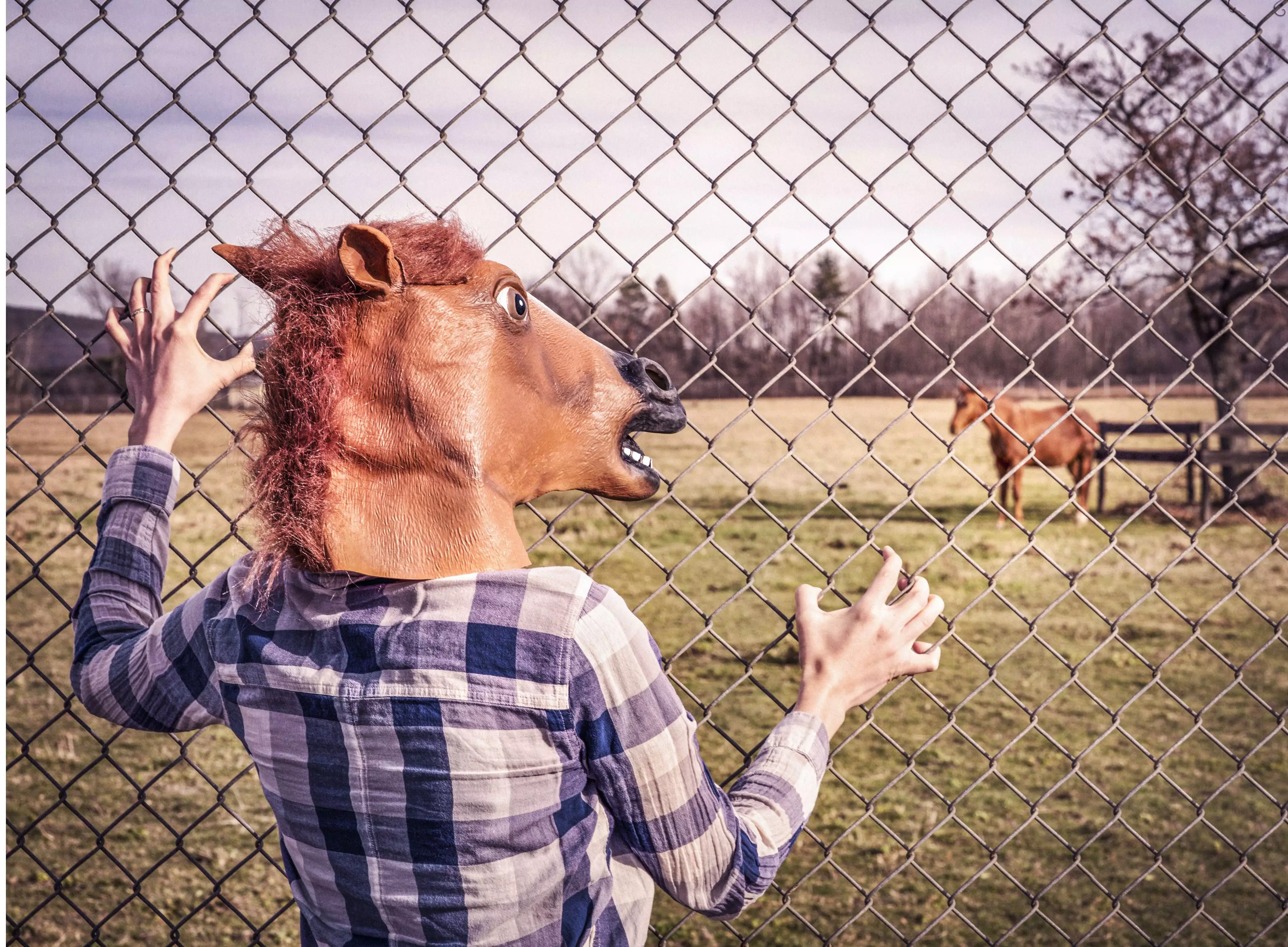 Máscara Cabeça de Cavalo Amazon