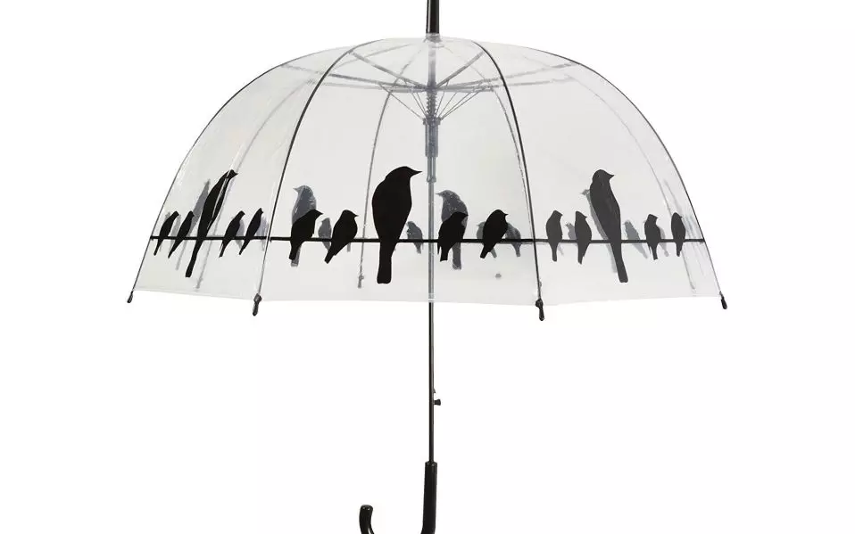 پرندگان روی یک چتر سیمی شفاف