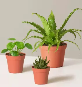 Pet-Friendly Plant Parent Set, подарки для мамы