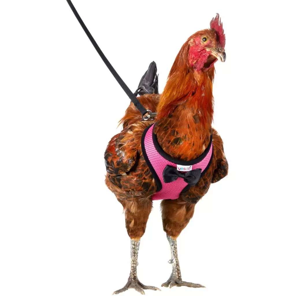 Yesito chicken leash, weird prime day deals