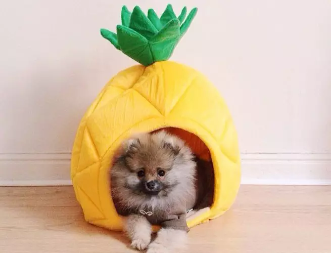 Pineapple Pet Bed