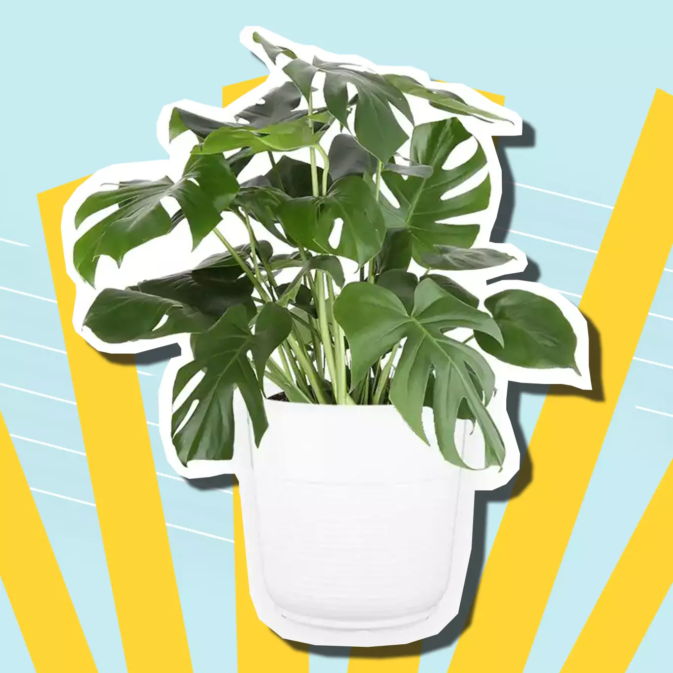 ki jan yo repot yon plant - plant monstera