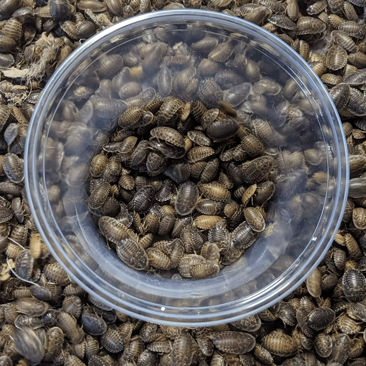 Hirup Dubia Roaches