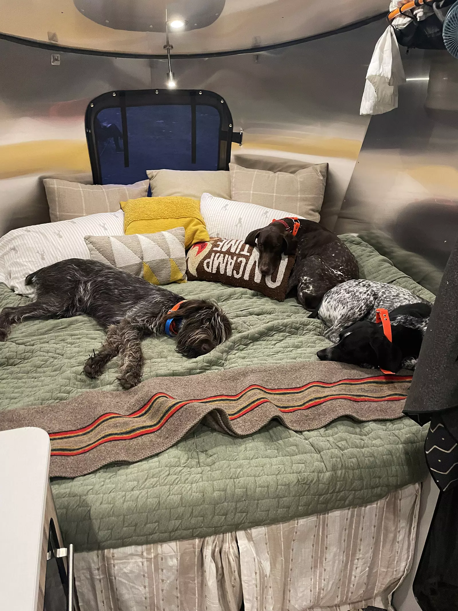 tre hunder i campingvogn
