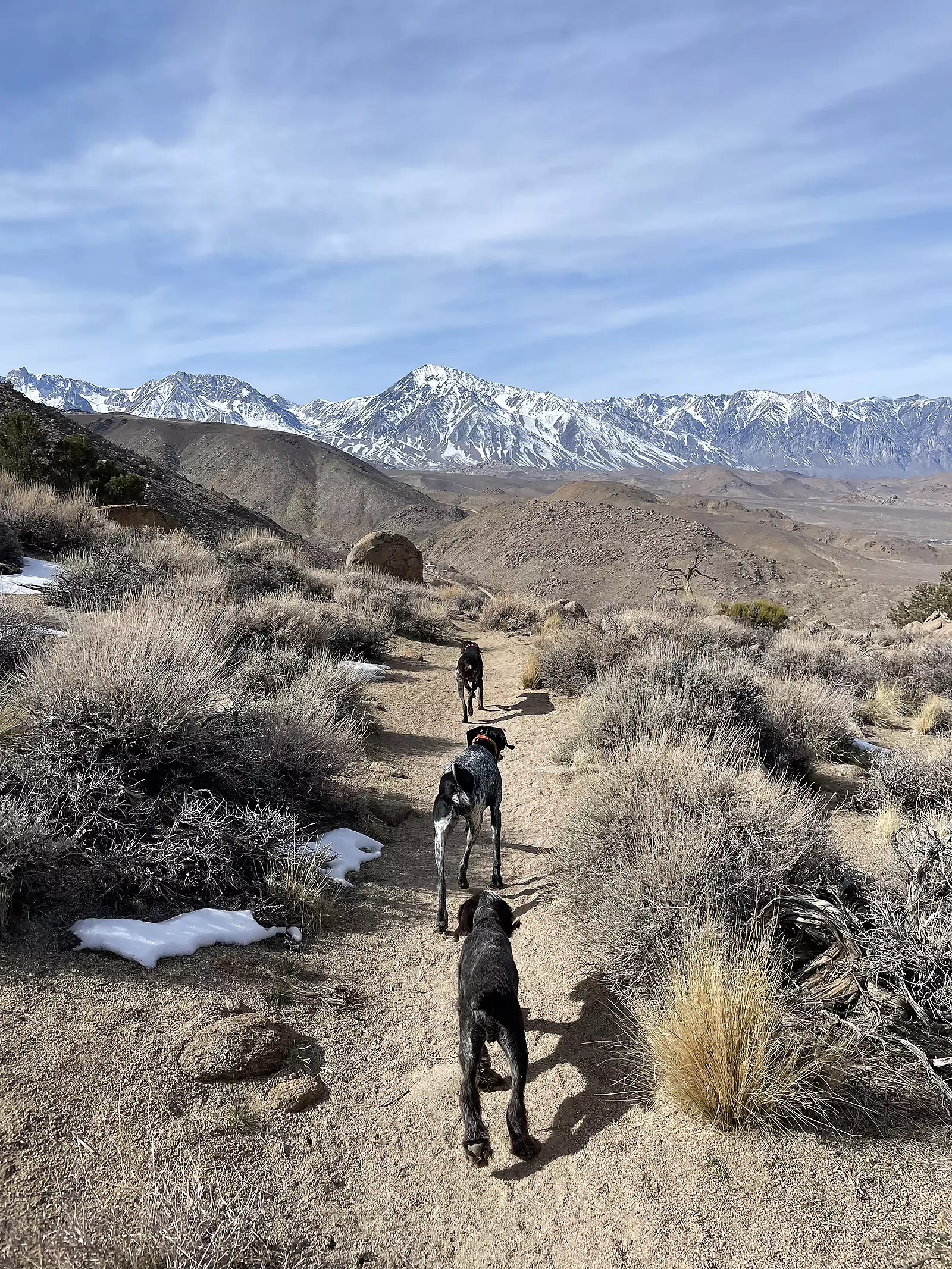 trois chiens en randonnée