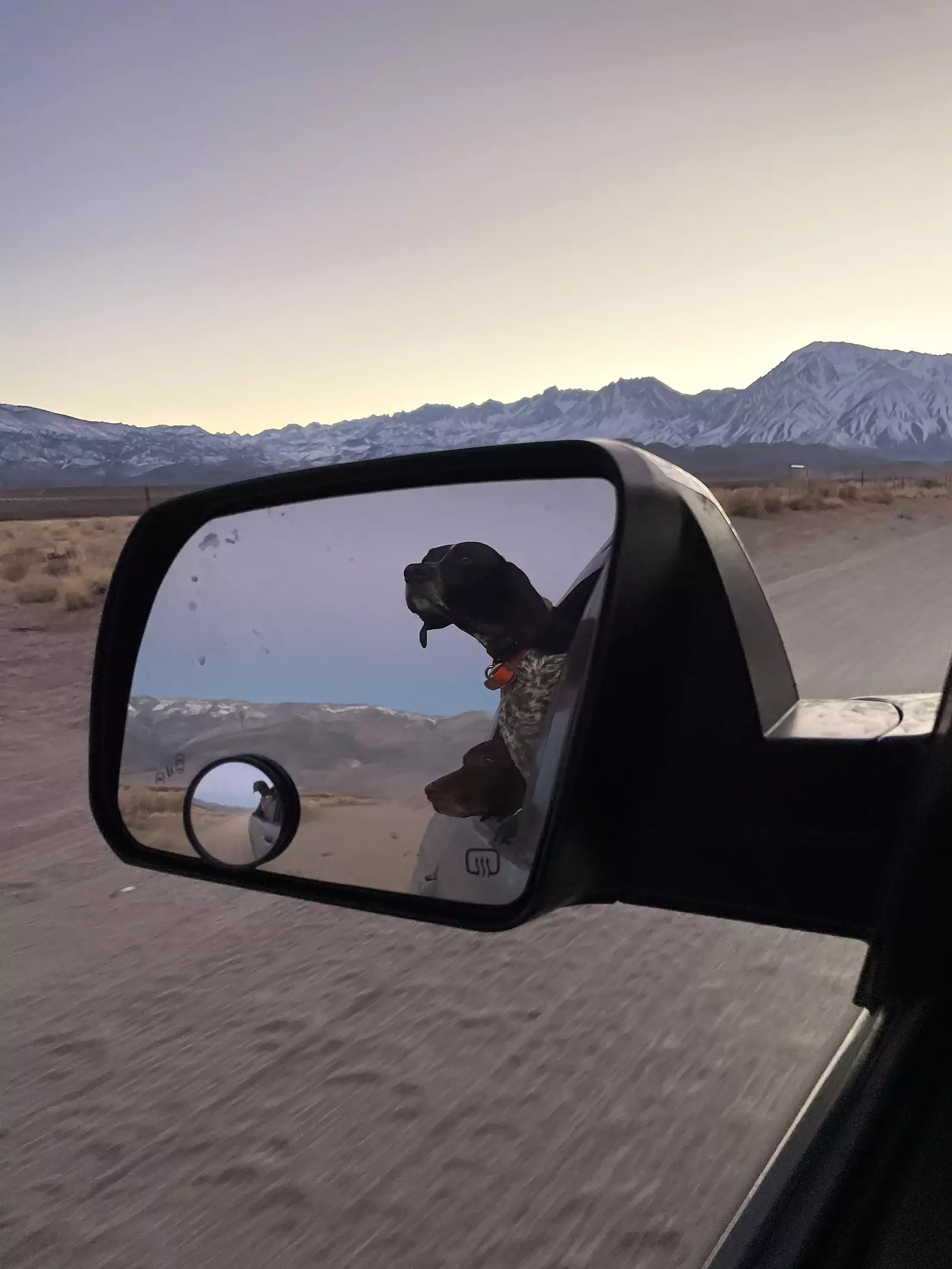 camper avec des chiens