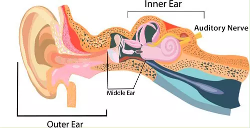 diagram do uší, koncertné štuple do uší