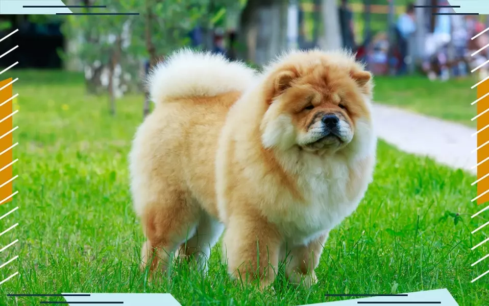chow chow on grass