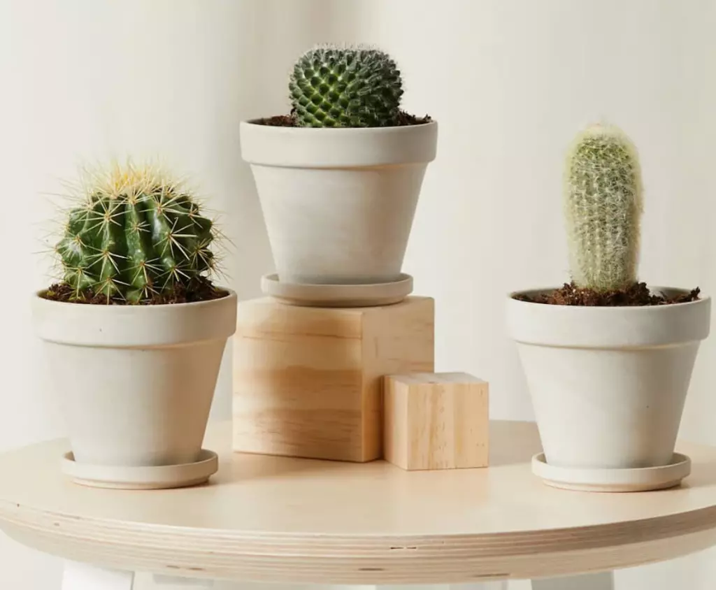 Kaktus i potter