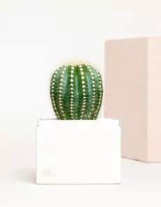 ahantu heza ho gutumiza indabyo kumurongo wa cacti