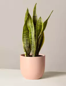 snake plant laurentii, অনলাইন ফুল ডেলিভারি