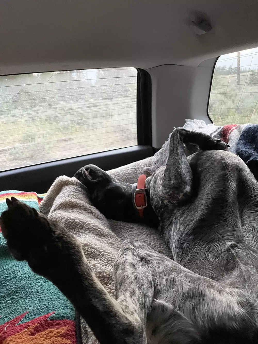 con chó thích cắm trại trên xe van