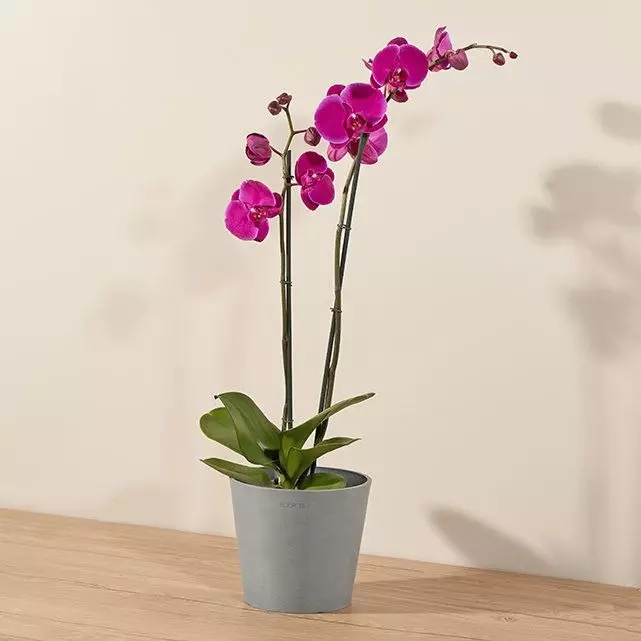 Murimi Sarudzo Orchid