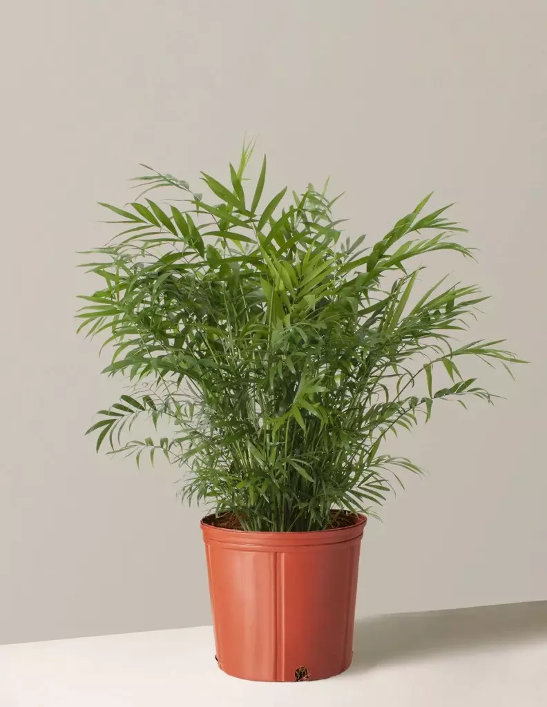 Hombe Parlor Palm