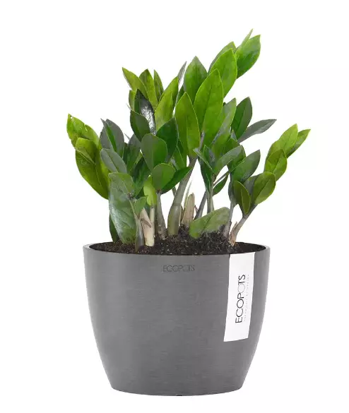 Zamioculcas Zamiifolia Live ZZ Plant in Ecopots by United Nursery