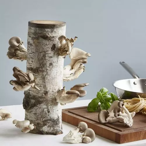 pi bon kado pou moun k ap manje, Twous Oyster Mushroom Log