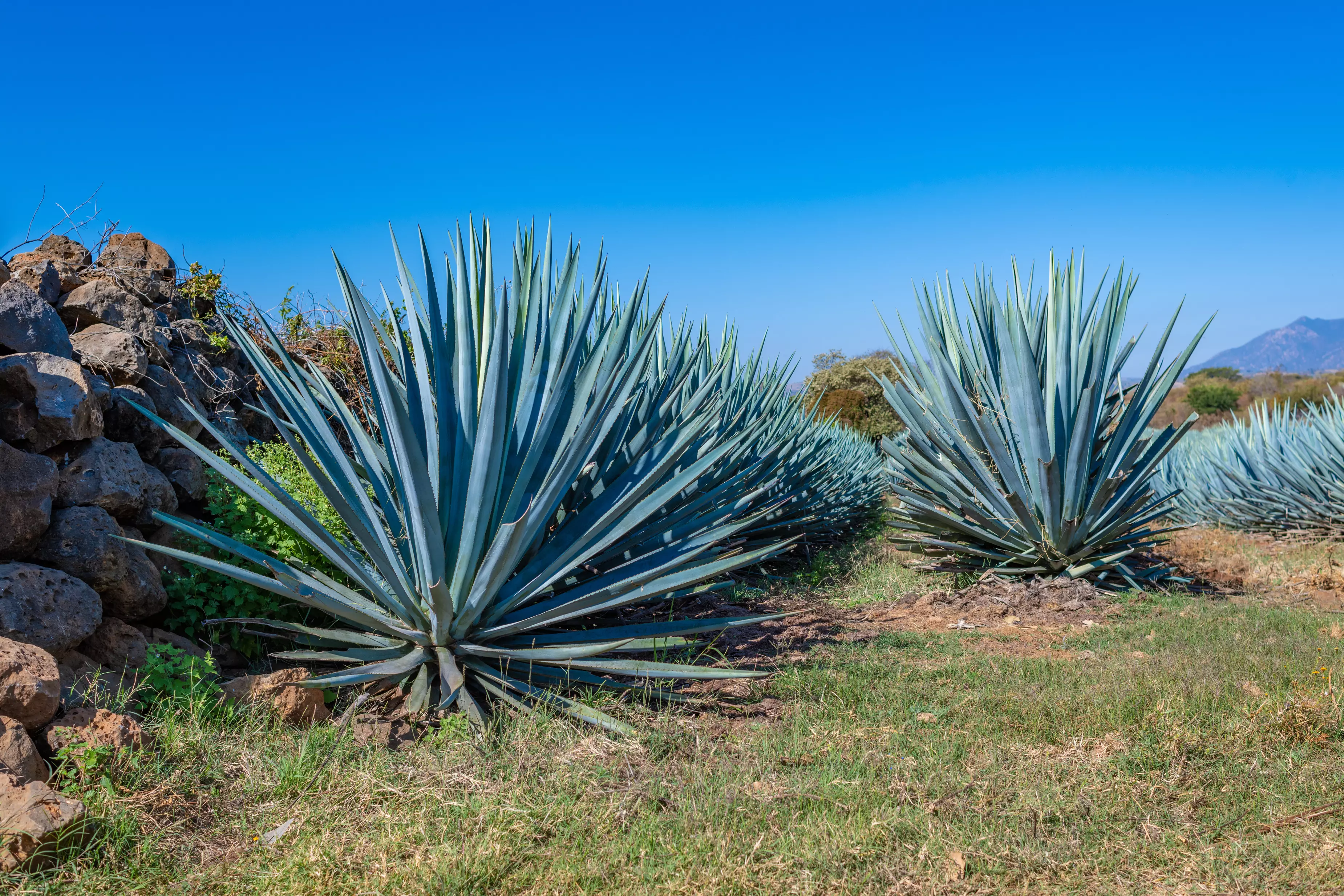 indlela yokwenza i-tequila agave