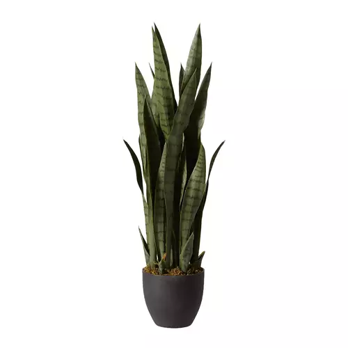 Plantă de sansevieria falsă