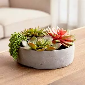 zomera zopanga zomwe zimawoneka zogulitsa zabwino kwambiri za faux succulents