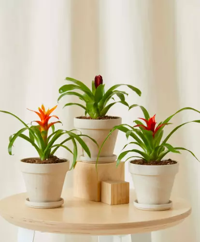 Bromeliad Collection